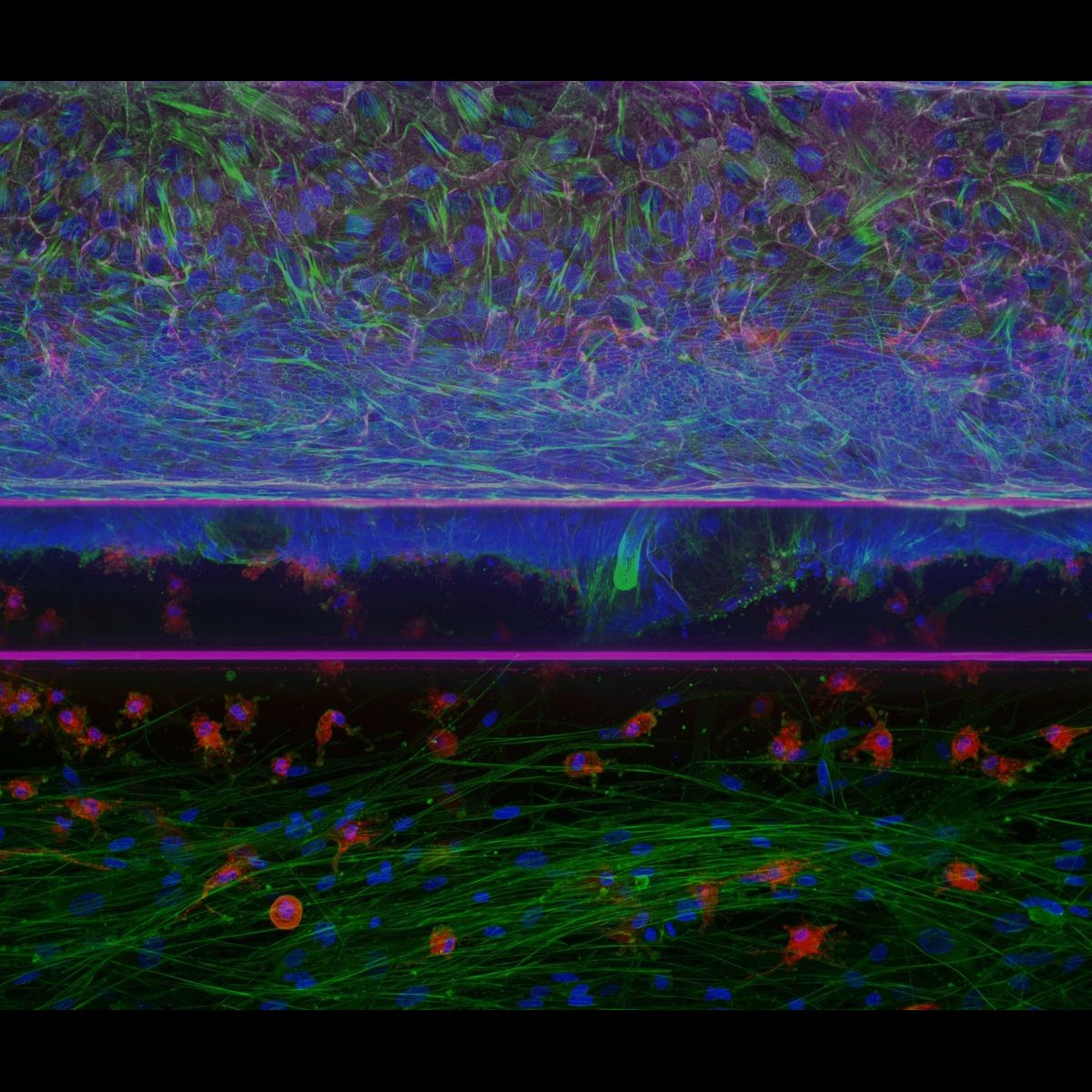 Ombion Centre for Animal-free Biomedical Translation